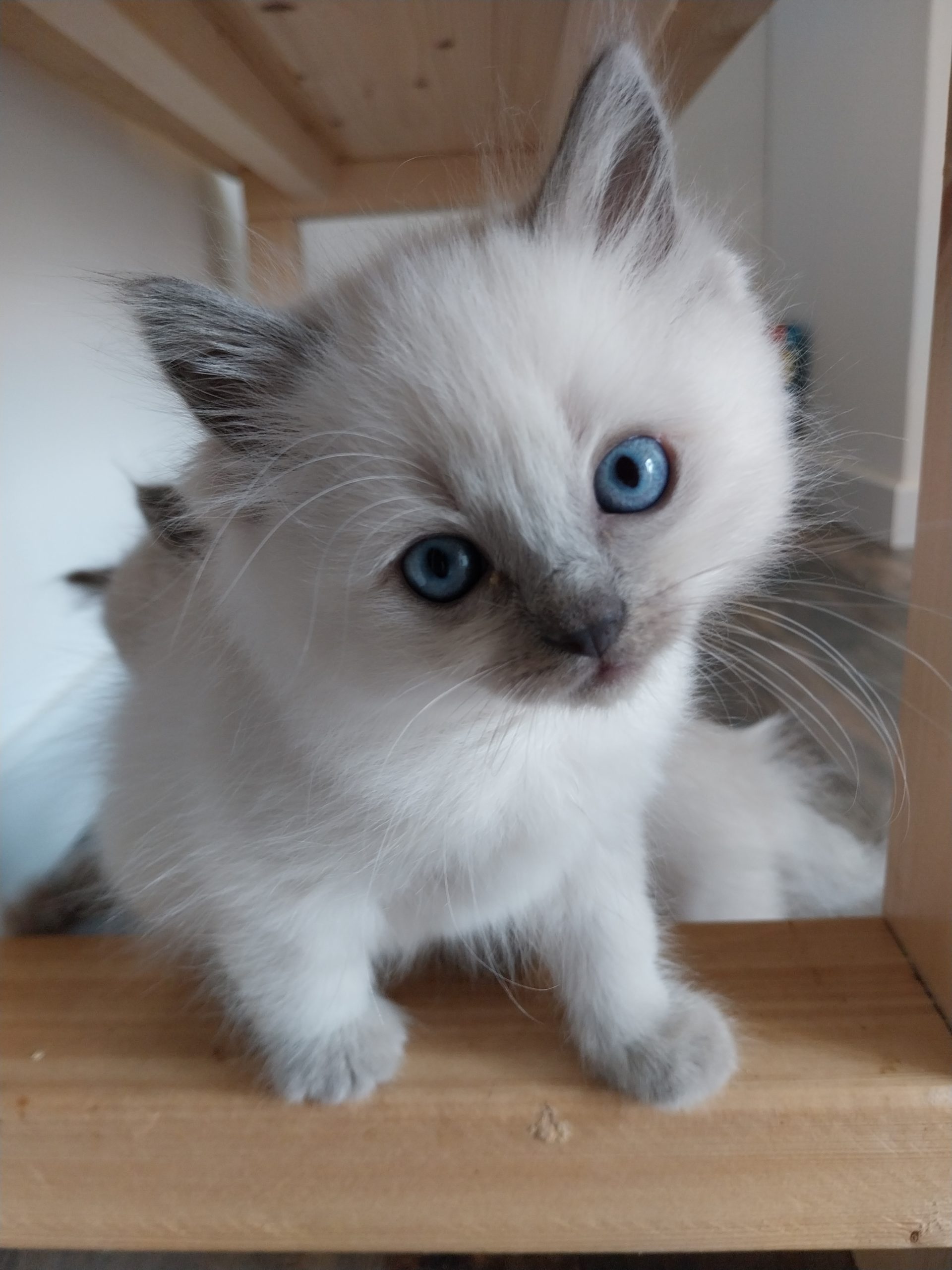 Nos chatons - Chatterie Des Doux Nuages