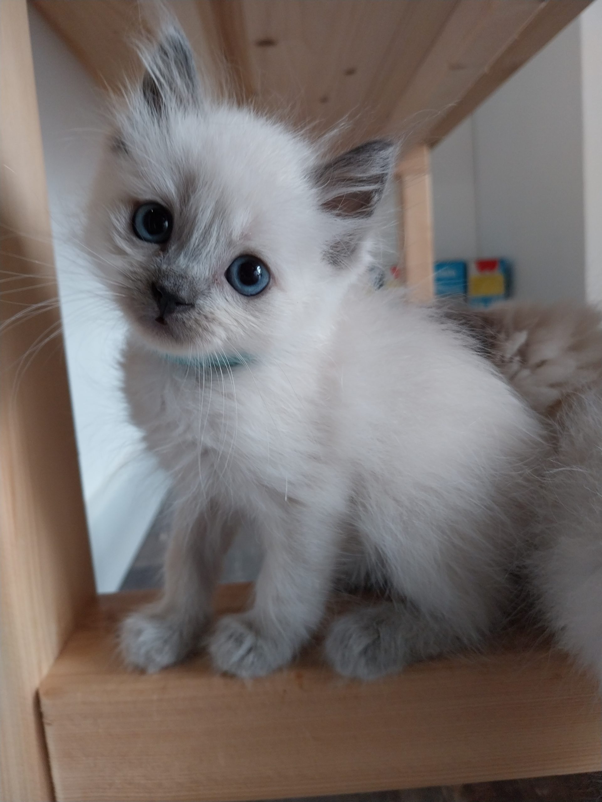 Nos chatons - Chatterie Des Doux Nuages