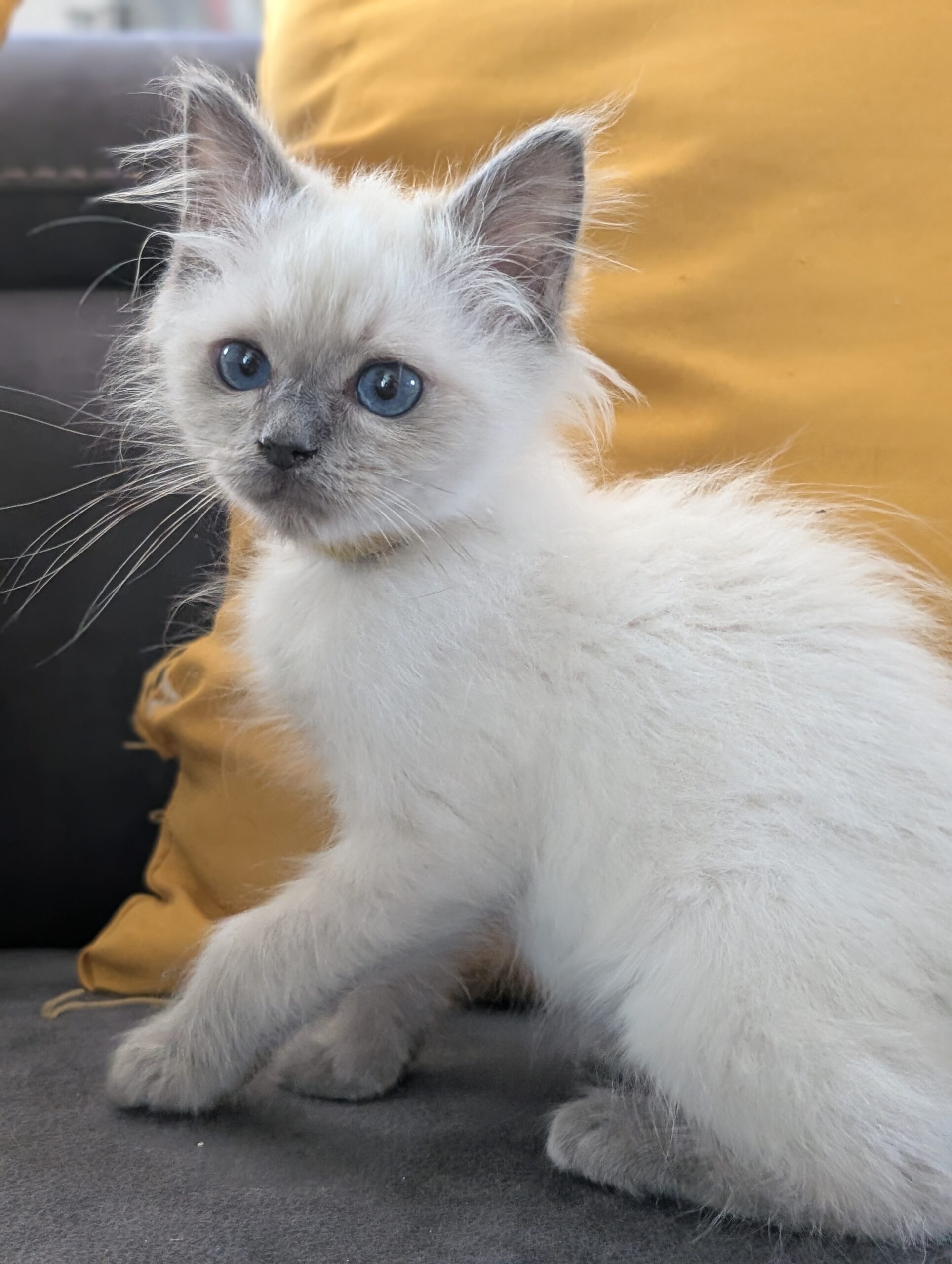 Nos chatons - Chatterie Des Doux Nuages